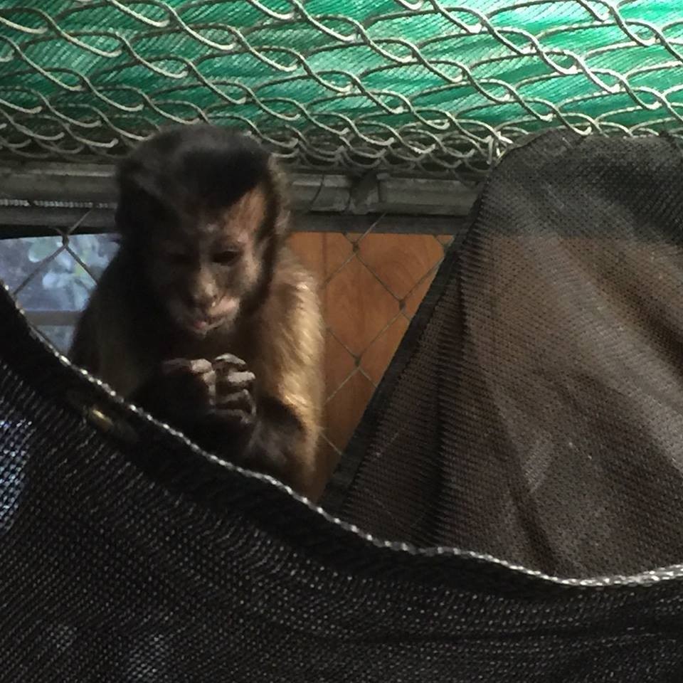 Abandoned Toothless Monkey Gets A Cozy New Home — And A Girlfriend