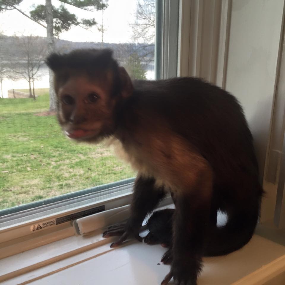 Abandoned Toothless Monkey Gets A Cozy New Home — And A Girlfriend