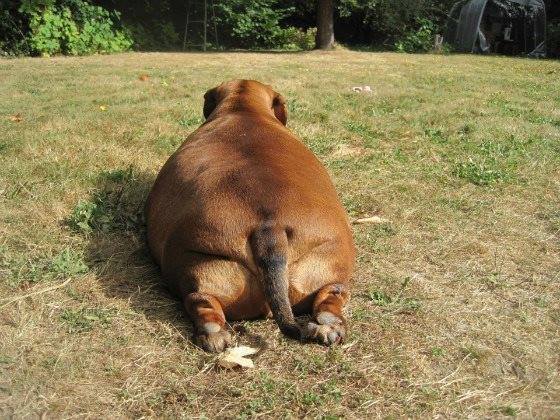 Obese Dachshund Drops 50 Pounds, Becomes A Calendar Model