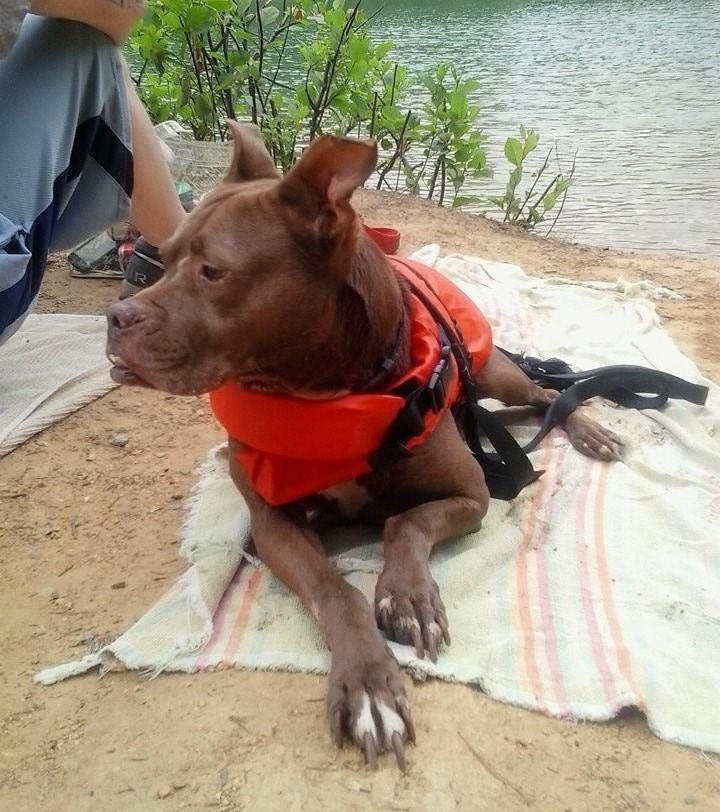 Ex Fighting Dog Spends His Life Making People Love Pit Bulls