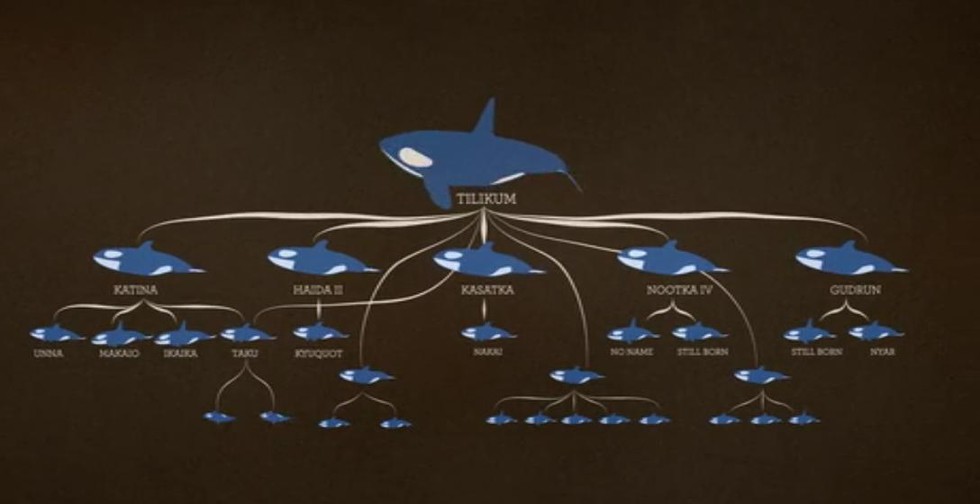 Looking Back At SeaWorld s 55 Years Of Orca Entertainment Looking Back At SeaWorld s 55 Years Of Orca Entertainment
