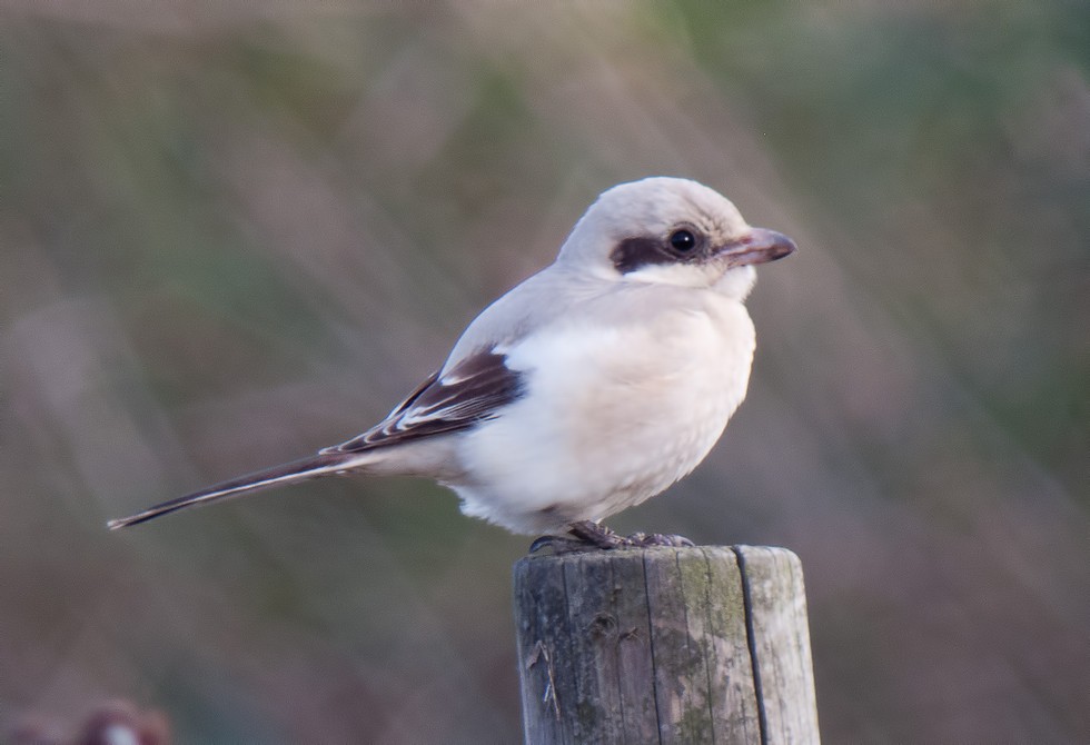 So Generous! Meet 7 Animals Who Love Giving Gifts