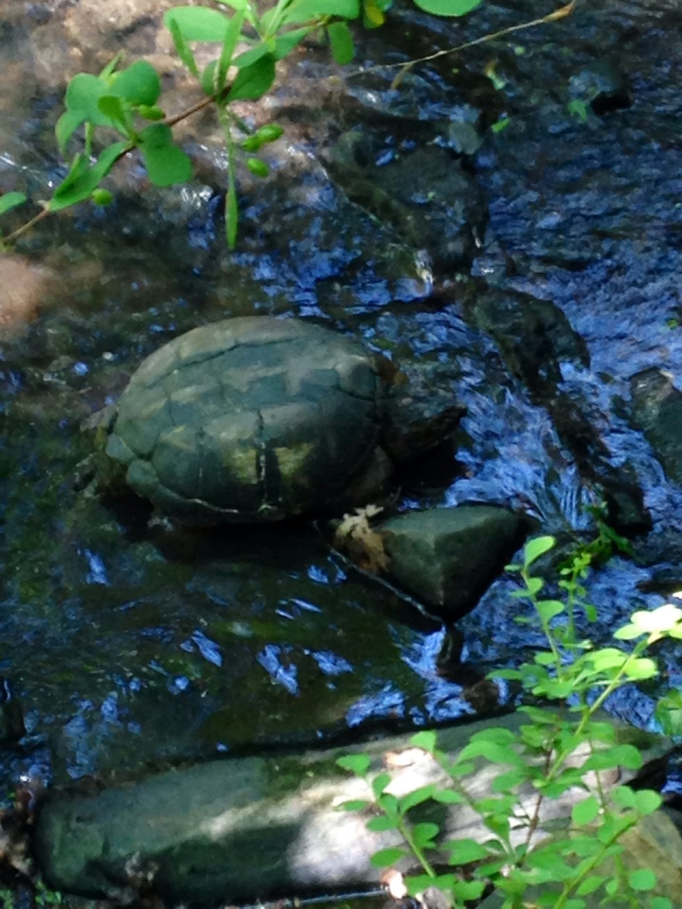 Turtle Trapped On Train Tracks Rescued In The Nick Of Time