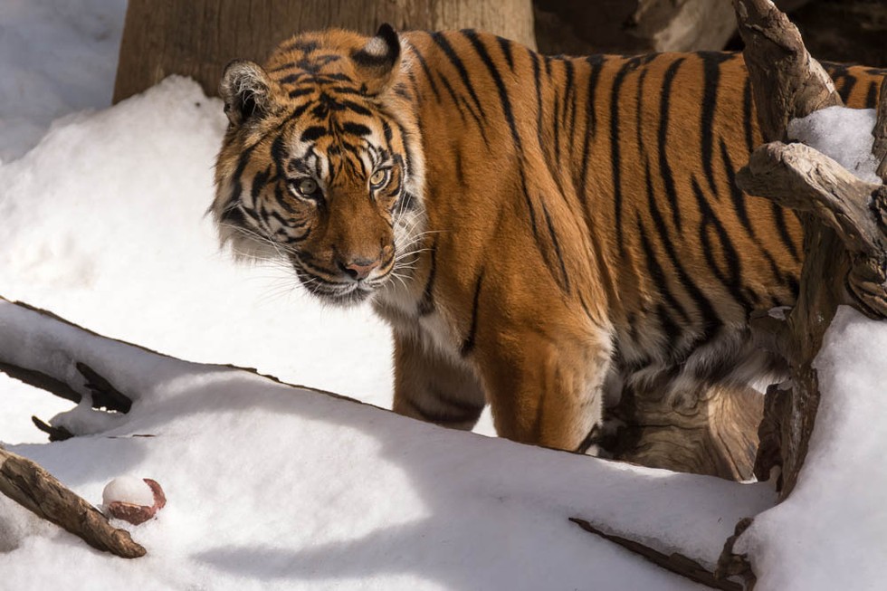 Can The World's Tigers Survive This Virus?
