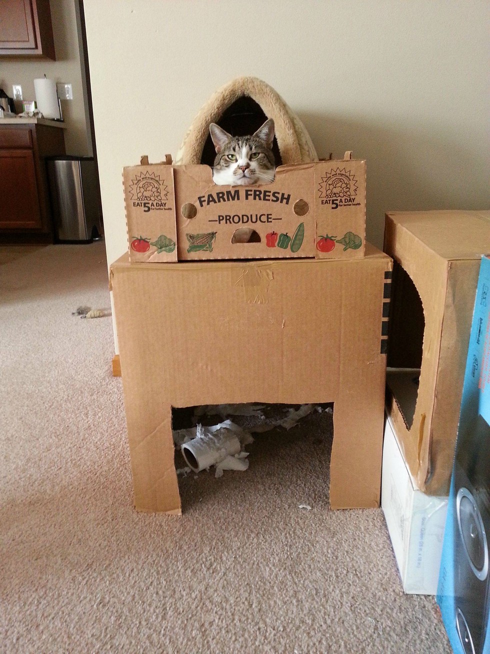 10 Smug Cats Who Know They're Actually In Charge