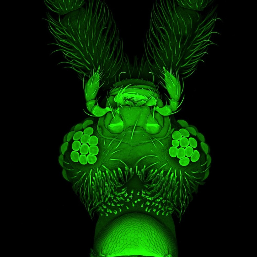 12 Stunning Microscopic Photos Reveal Secret World Of Tiny Animals