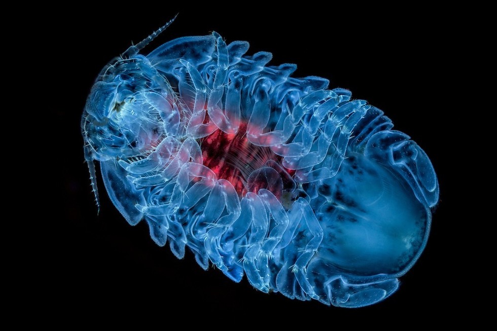 12 Stunning Microscopic Photos Reveal Secret World Of Tiny Animals