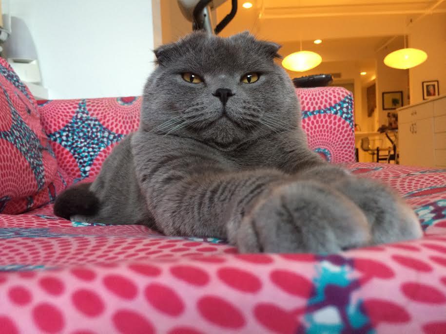10 Smug Cats Who Know They're Actually In Charge