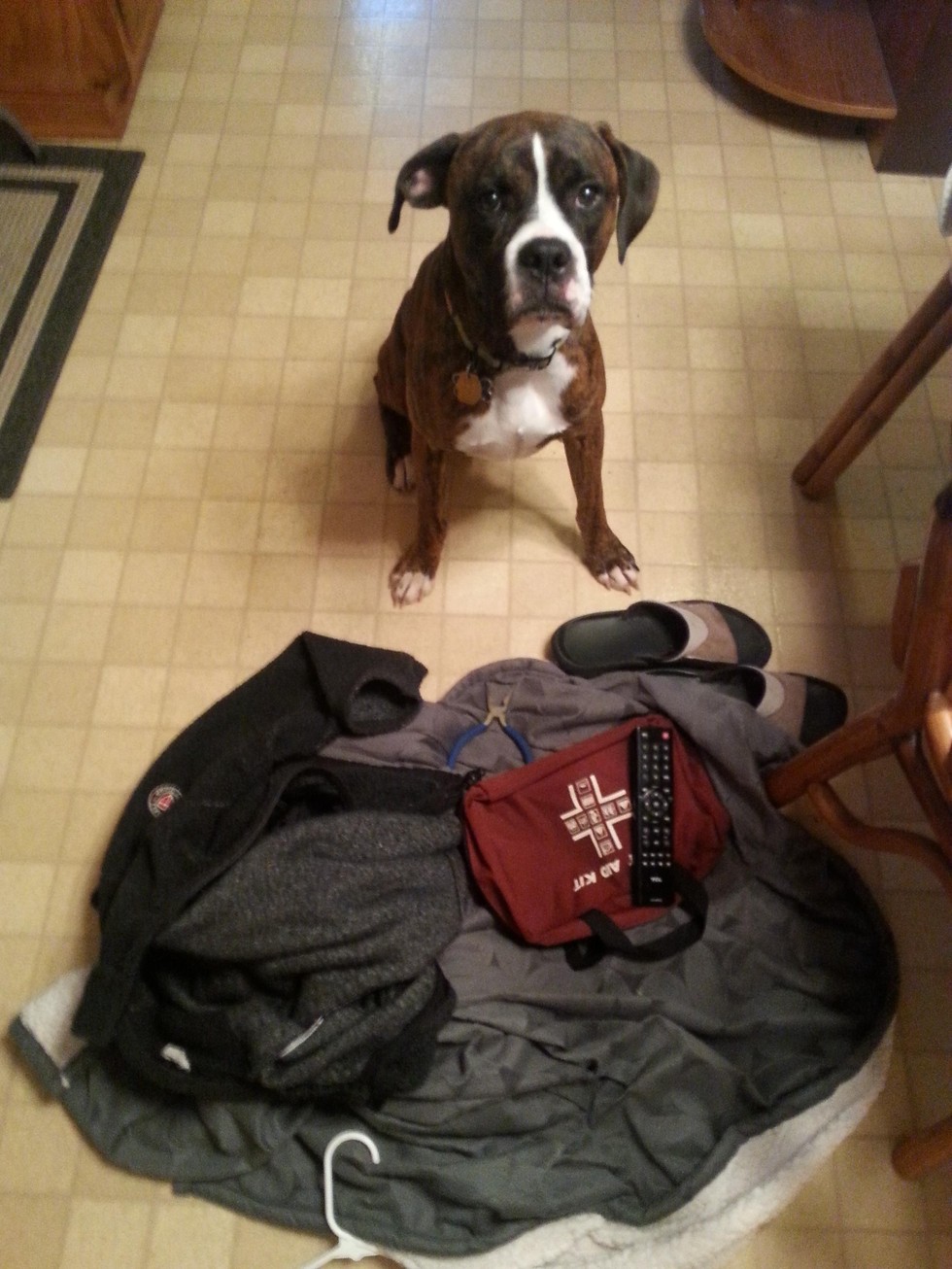 9 Dogs Who Don't Want You To Leave For Work