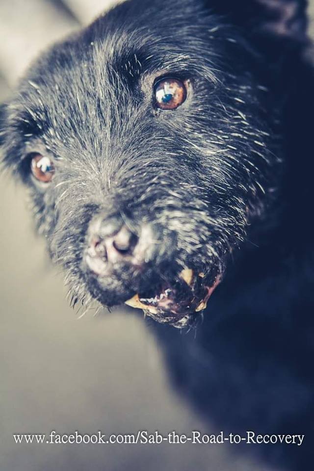 Man's Dad Was Cruel To Dogs — So He Saved An 'Unadoptable' One