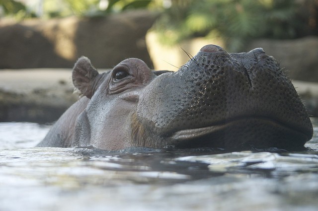 Heartbreaking: 'Crying' Hippo Dies After Falling From Zoo's Truck