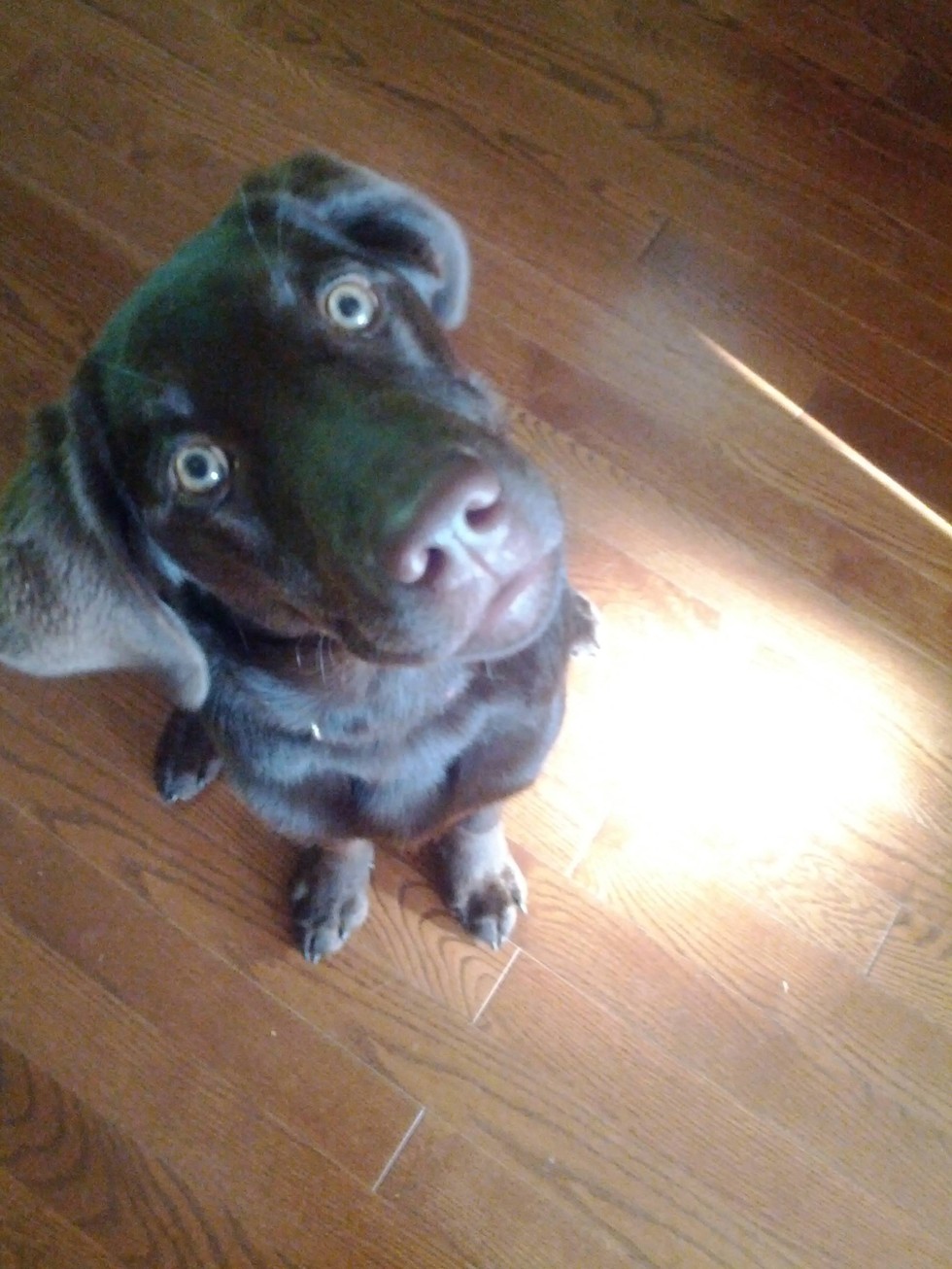 10 Pets Who Are Supremely Bummed That The Holidays Are Over