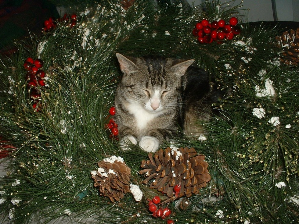 10 Pets Who Are Supremely Bummed That The Holidays Are Over