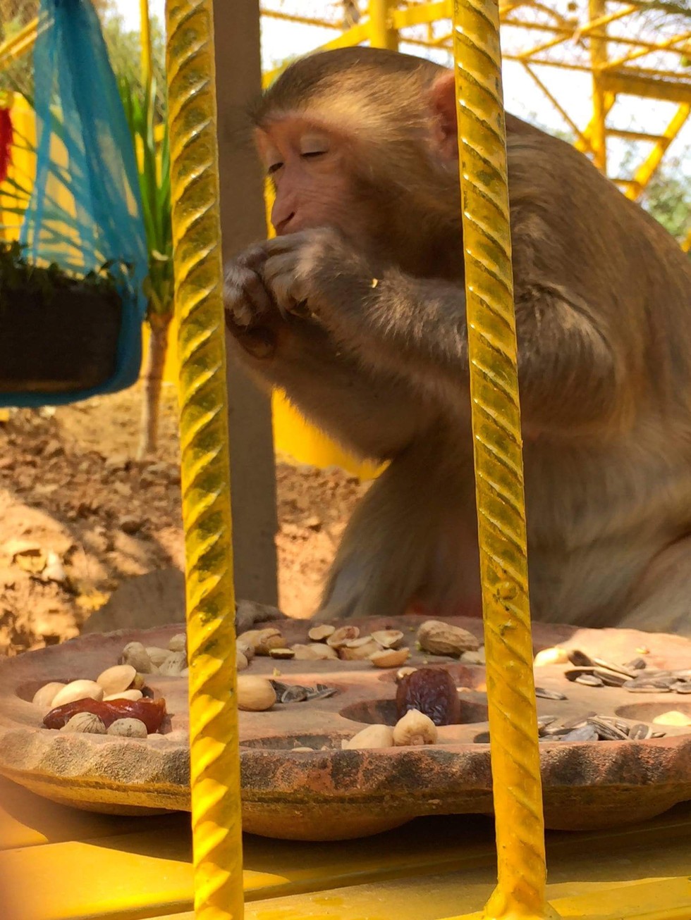 Monkey Who Spent 7 Years In Cage Now Has Her Very Own 'Palace'
