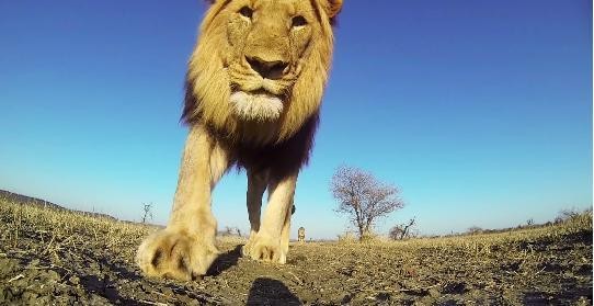 11 Scene-Stealing Wild Animals Caught On Camera In 2014