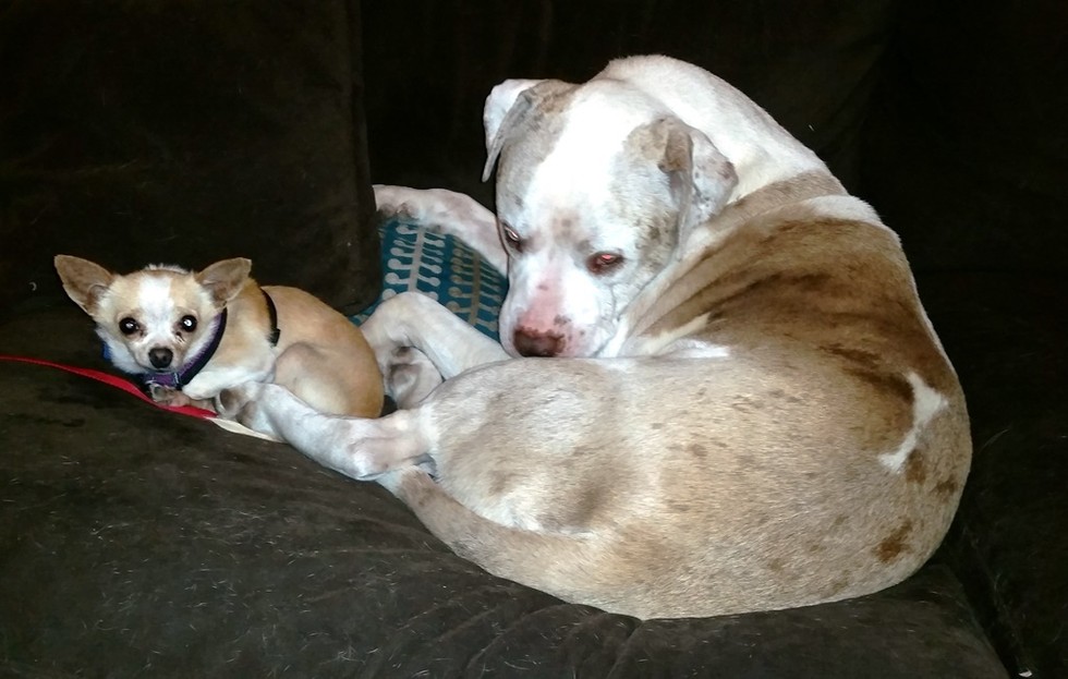 Huge Dog Gives Hugs To All The Scared Shelter Animals