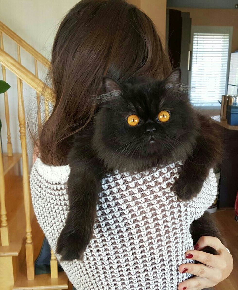 Meet Amy The Cat, Has a Pair of Magical Eyes | Lipstick Alley