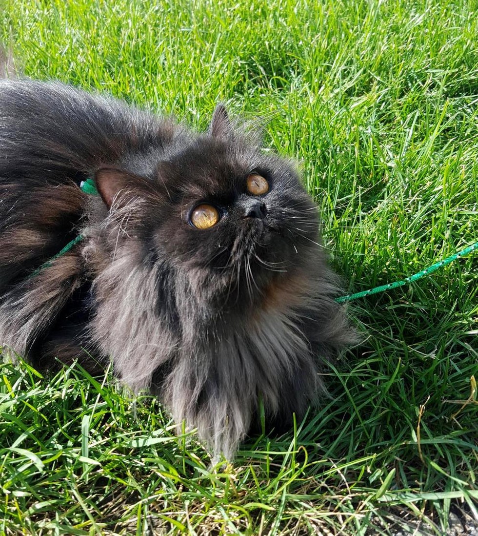 Meet Amy The Cat, Has a Pair of Magical Eyes | Lipstick Alley