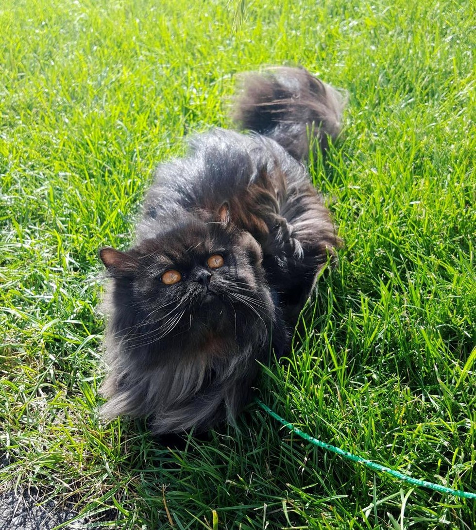 Meet Amy The Cat, Has a Pair of Magical Eyes | Lipstick Alley