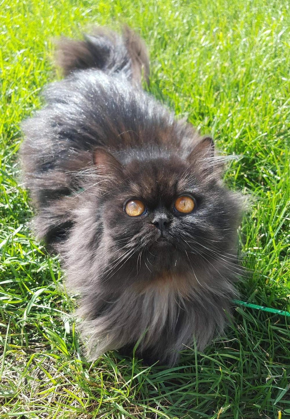 Meet Amy The Cat, Has a Pair of Magical Eyes | Lipstick Alley