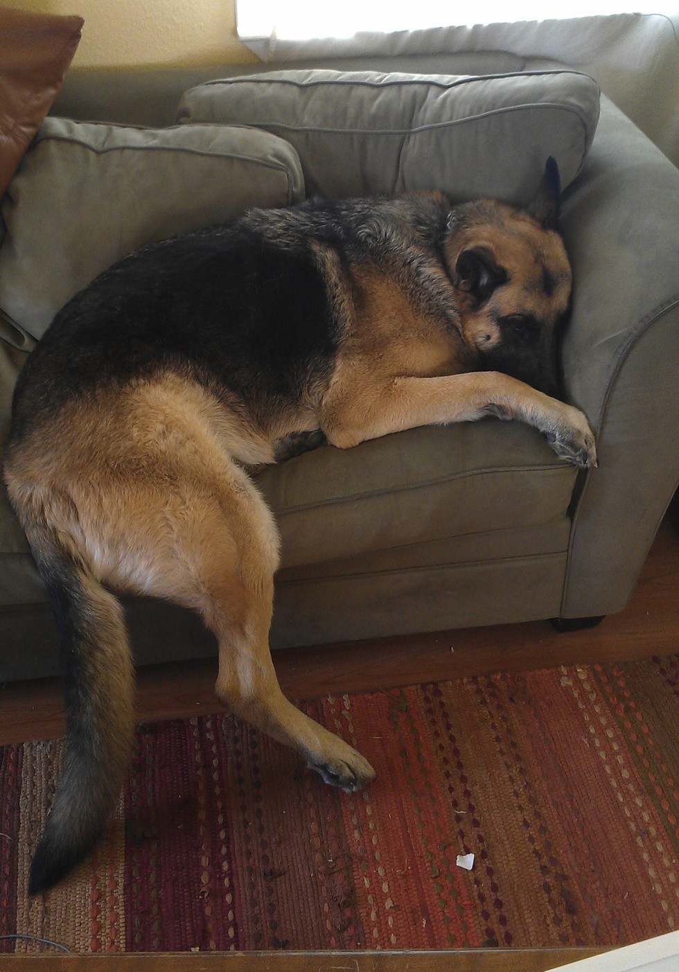 9 Big Dogs Who Think They're Small Dogs