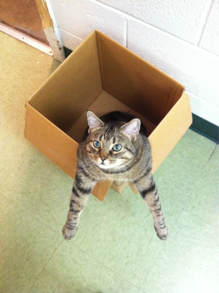9 Pieces Of Work Advice From Cats