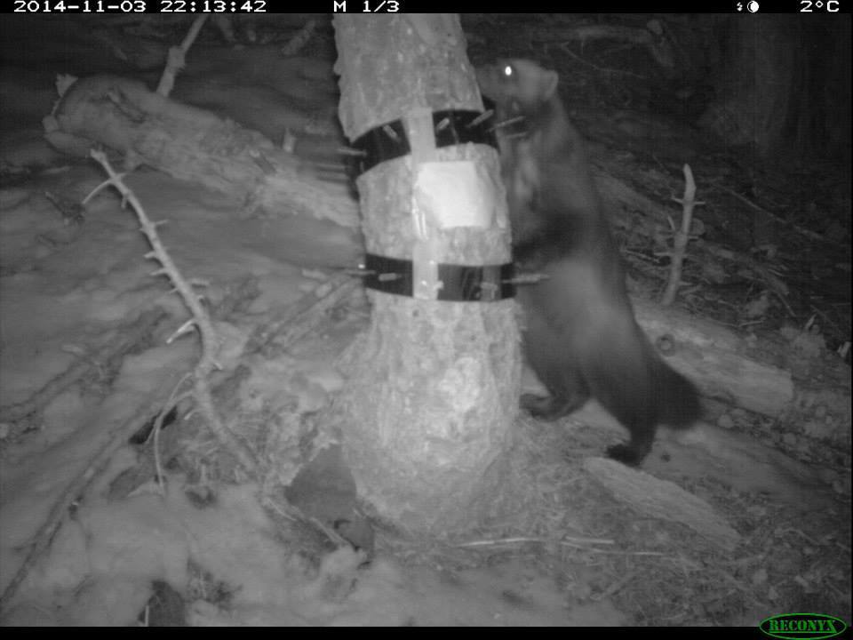 Trail Cam Captures Rare Glimpses Of California’s Only Known Wolverine