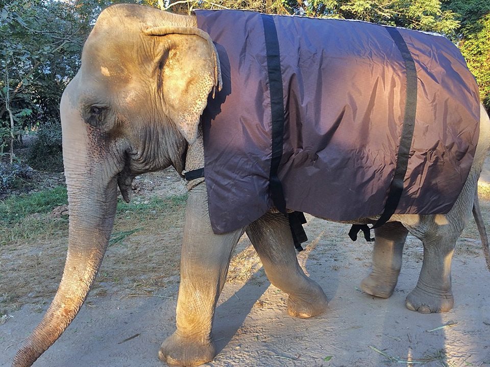 Sanctuary Elephant Couldn't Be Happier With Her Cozy New Coat