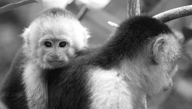 Tragic: 27 Animals Die In Fire At Troubled Zoo