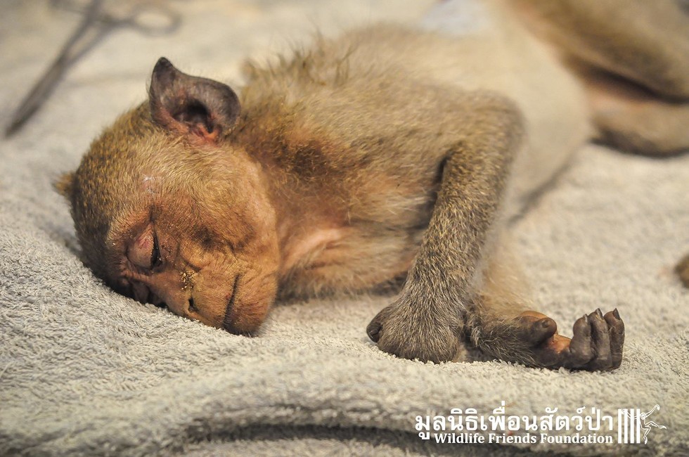 Injured Monkey Has The Happiest Reaction When He Sees The Forest Again