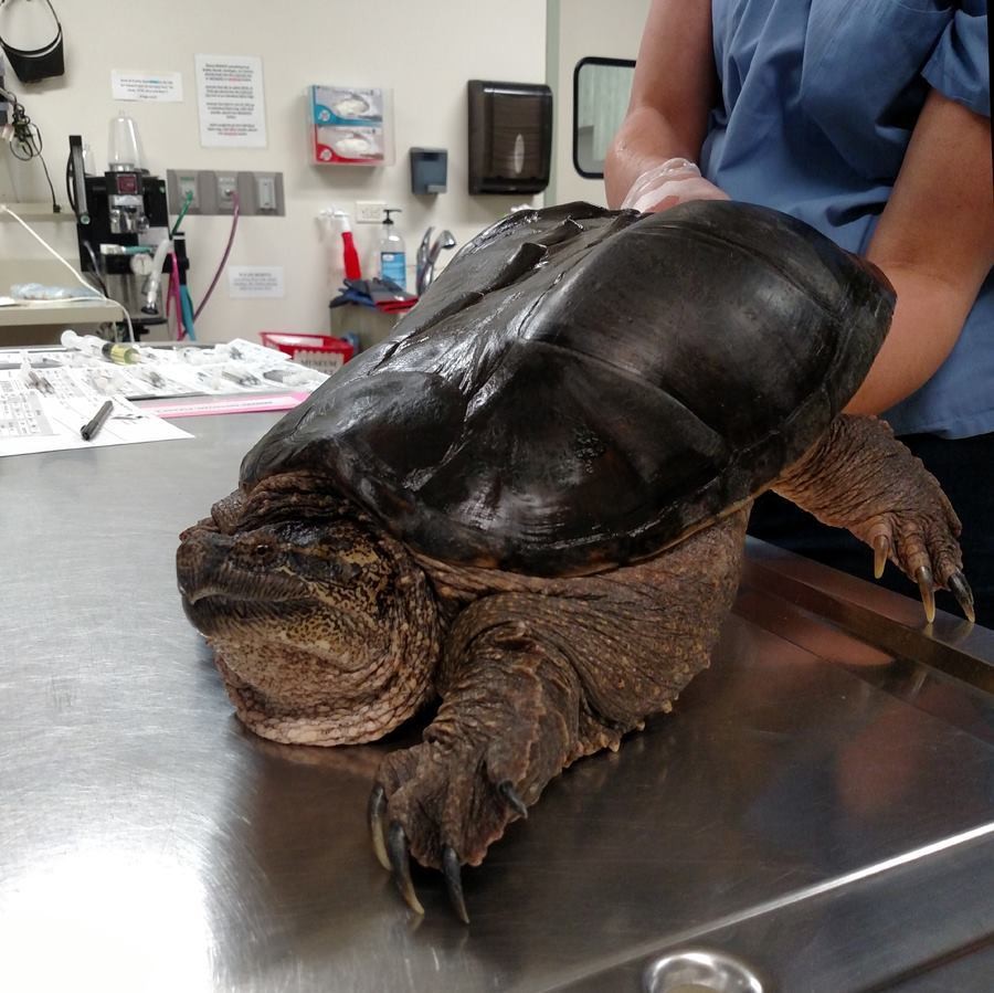Turtle With Deformed Shell Has Very Important Doctor Visit