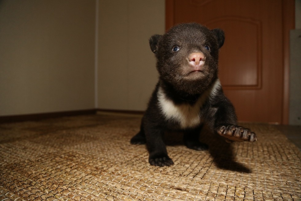 These Might Just Be The Littlest Bears You’ve Ever Seen