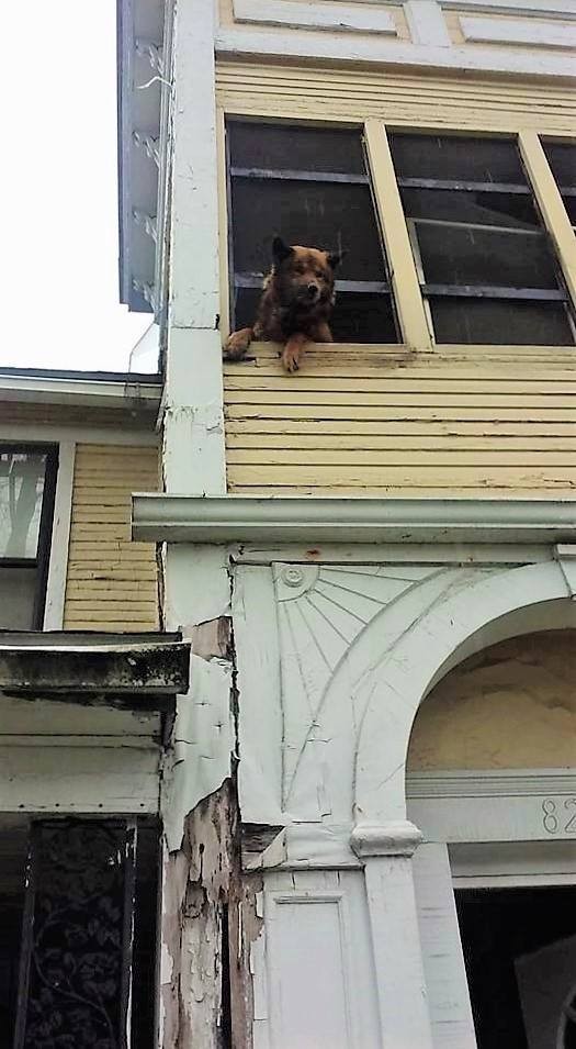 Trapped Dog Rescued After Weeks Of Staring Down From This Porch
