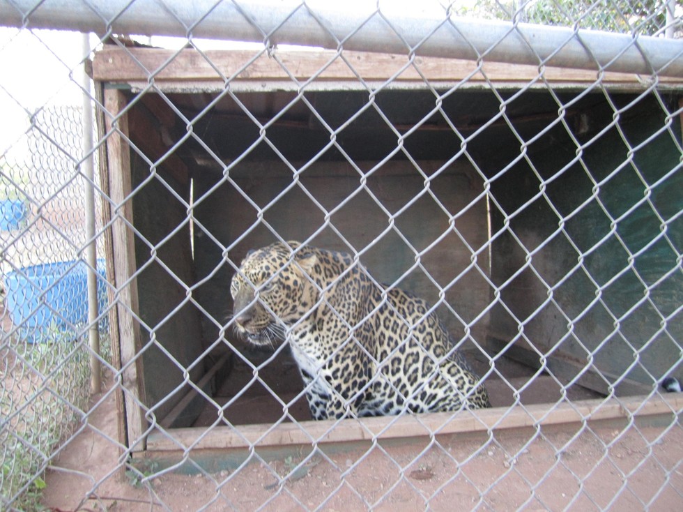 Jaguar Caged For Years Now Gets To Play All The Time