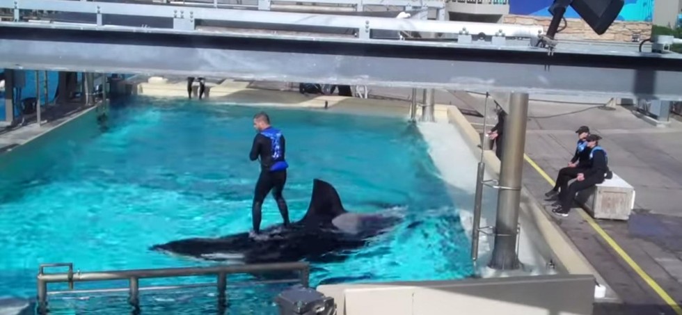 Seaworld Trainers Still Riding Orcas Despite Legal Ruling