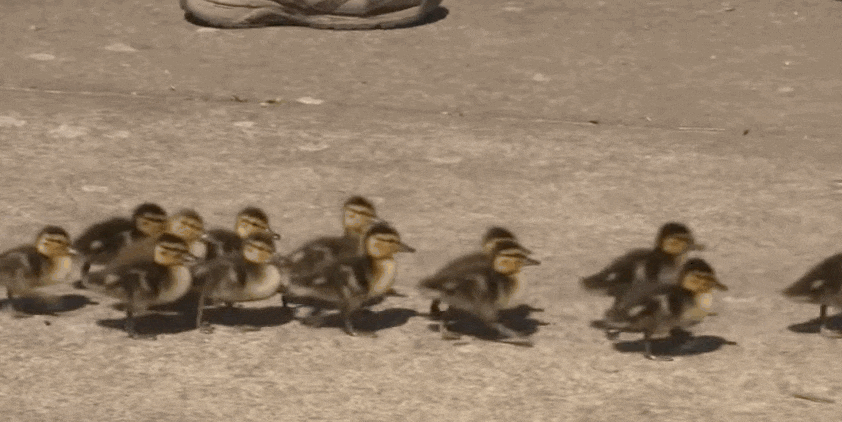 Teacher Leads Duck Family Through School Every Year