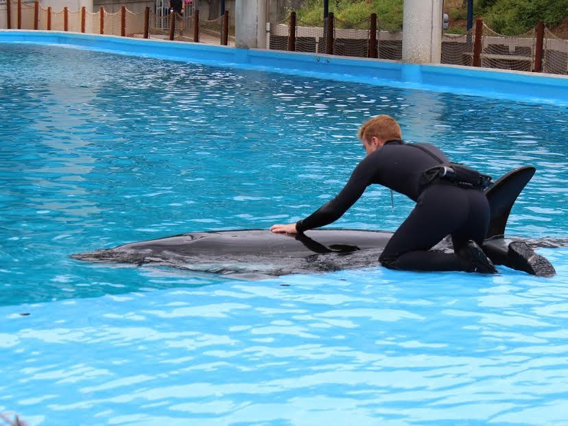 Another Orca Gets Beaten Up At SeaWorld