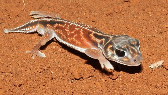 12 Animals Who Actually Use Electricity