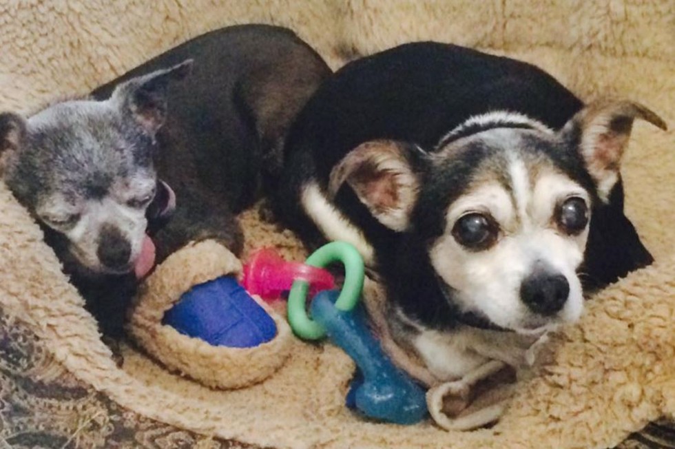 Little Dog Saved From Death Row Gets His Own Spa Day