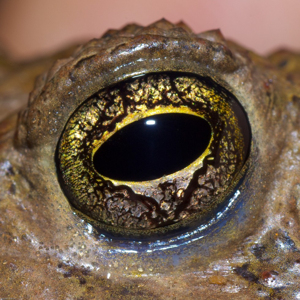 11 Animals With The Coolest-Looking Eyes On The Planet