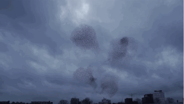 Watching This Flock Of Birds Create Shapes In The Sky Is Hypnotizing