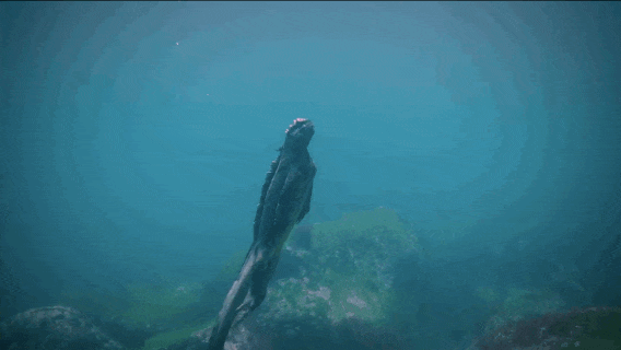 Amazing Footage Shows Giant 'Monster' Lizard Swimming Through Ocean