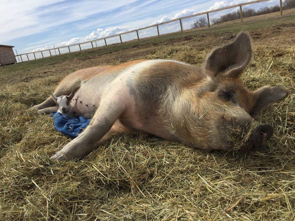 Pig Stopped Eating And Lost 100 Pounds After His Best Friend Died