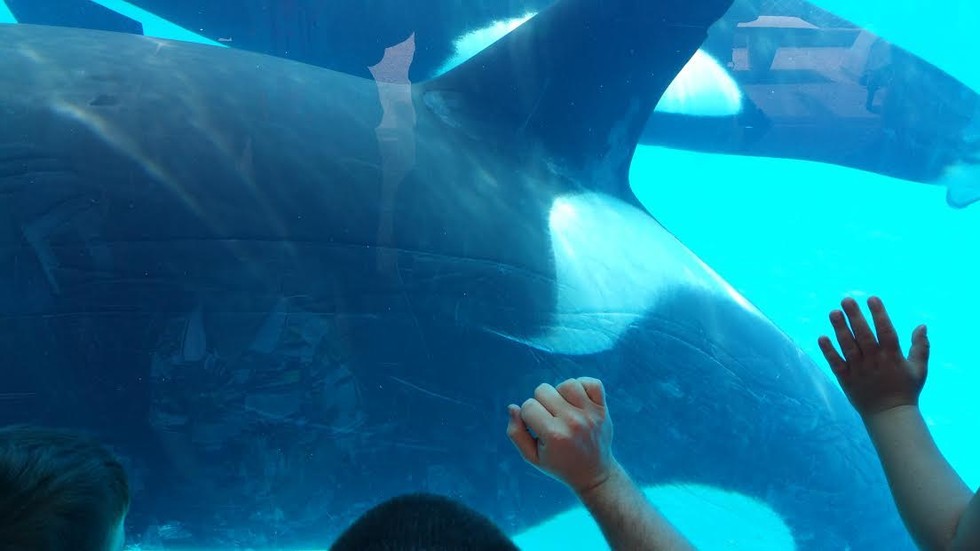 Video Shows SeaWorld Orca Covered In Bite Marks