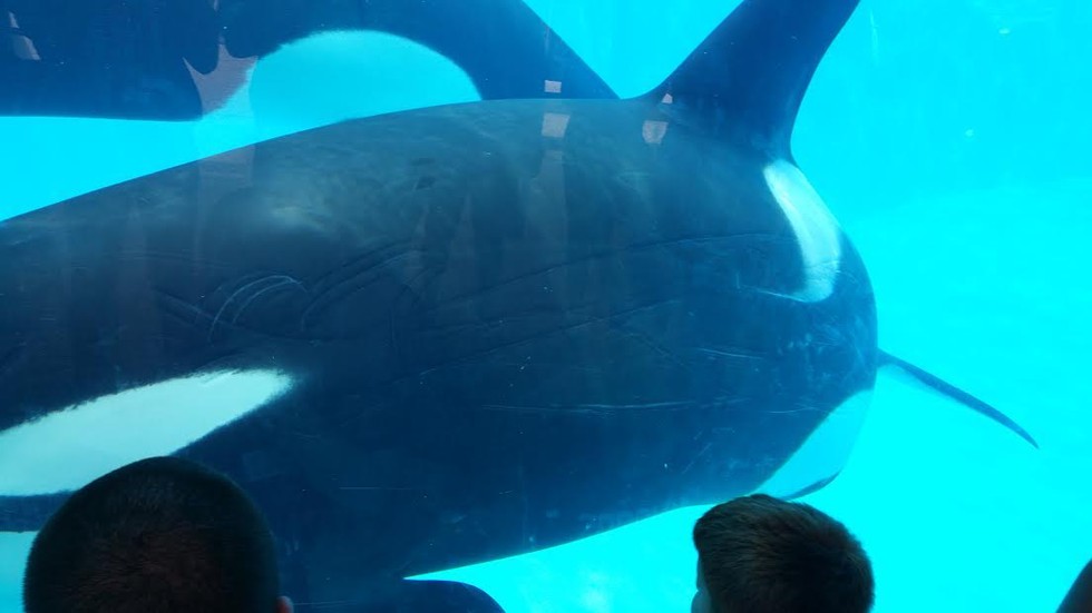 Video Shows SeaWorld Orca Covered In Bite Marks