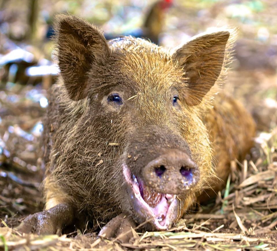 Little Deer And Wild Boar Lost Their Moms To Hunting, But Have Each ...