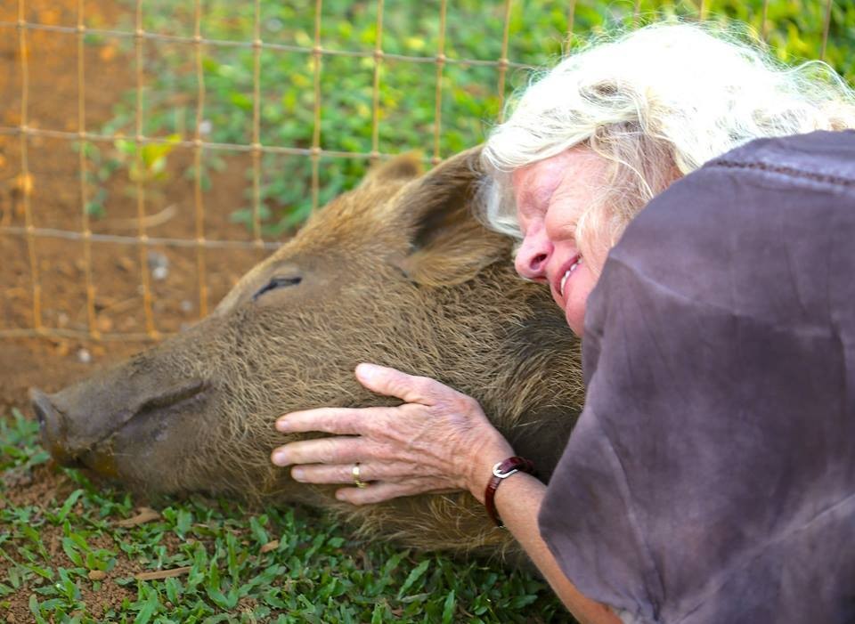 Little Deer And Wild Boar Lost Their Moms To Hunting, But Have Each ...