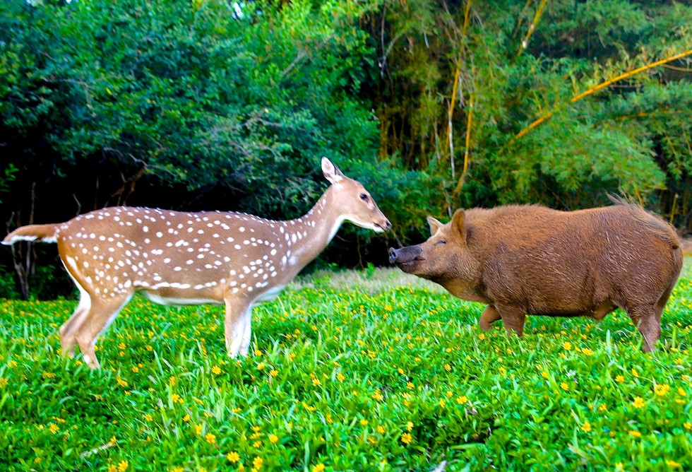 Little Deer And Wild Boar Lost Their Moms To Hunting, But Have Each ...