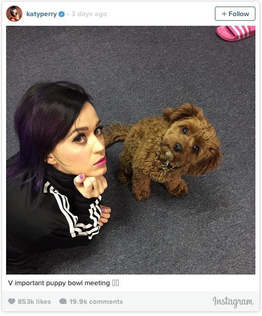 Katy Perry Holds Important Super Bowl Meeting With Her Dog
