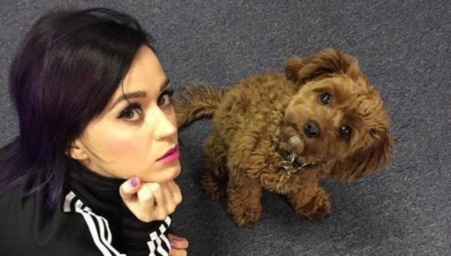 Katy Perry Holds Important Super Bowl Meeting With Her Dog